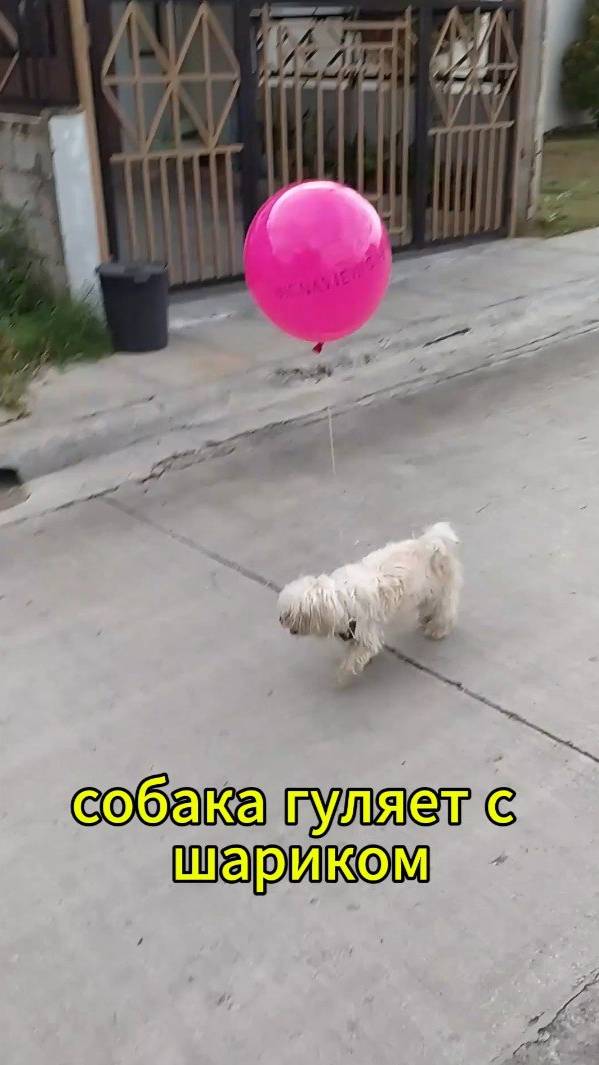 Собака с шариком  #филиппины #семьявместе #жизньнафилиппинах