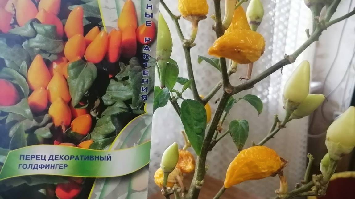 Обзор комнатного декоративного перца сорта Голдфингер. который я выращивала летом 2025 года .