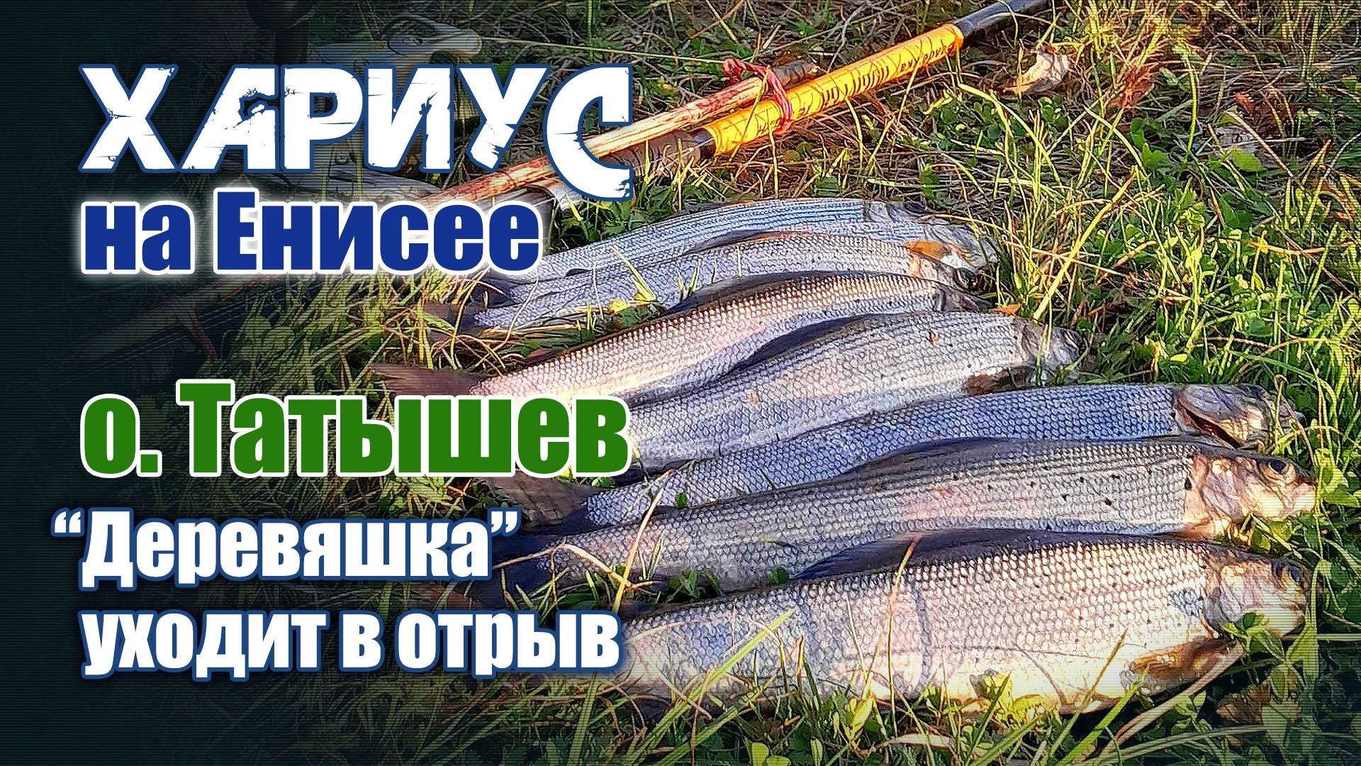 Хариус на Енисее. Остров Татышев. "Деревяшка" уходит в отрыв.