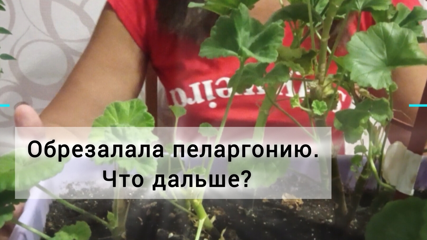 Обрезала пеларгонию. Что дальше? Чем подкормить?