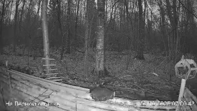 🍂ОКТЯБРЬ в ЛЕСУ онлайн #Relaxing #природа #звуки леса #птицы #погода🍁