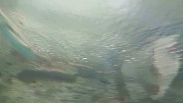 🌊🐙 Итоговая часть нашего путешествия по Воронежскому океанариуму! Уникальные морские обитатели.🦀