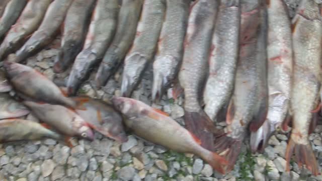 Мешок рыбы на день рыбака!