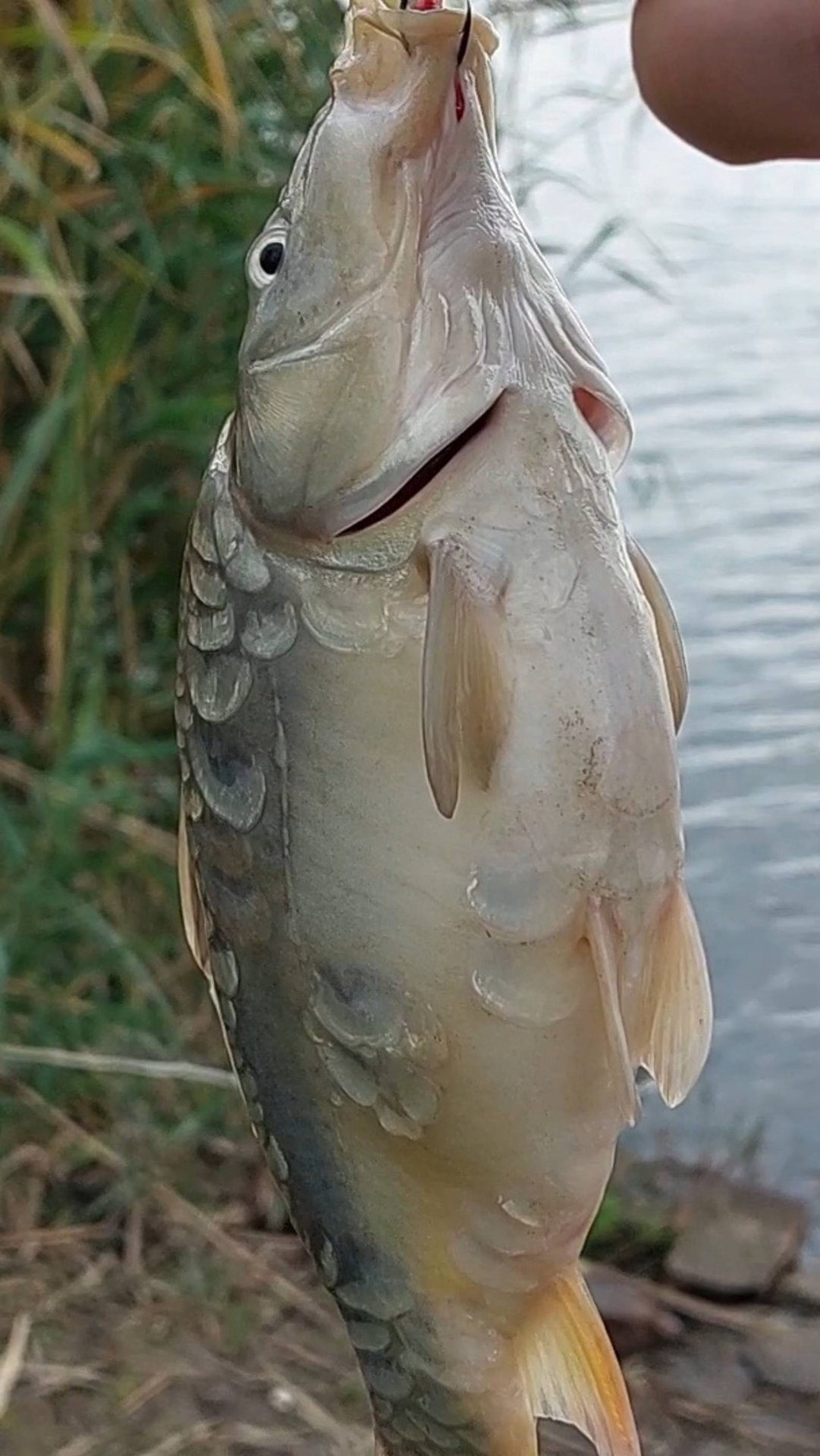 Рыбалка на донку на пруду осень 2025 октябрь