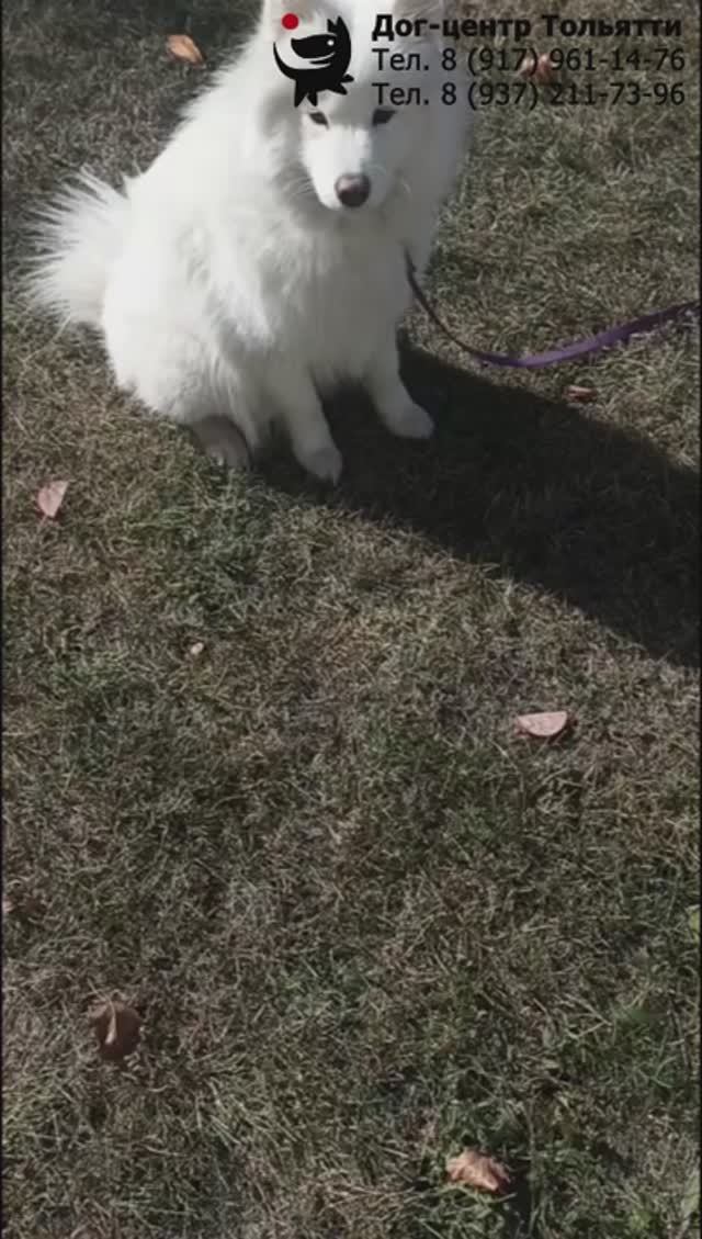 Самоед Альма. Тренировка по дрессировке: отказ от подбора пищи с земли. Тольятти, 30 сентября 2025.