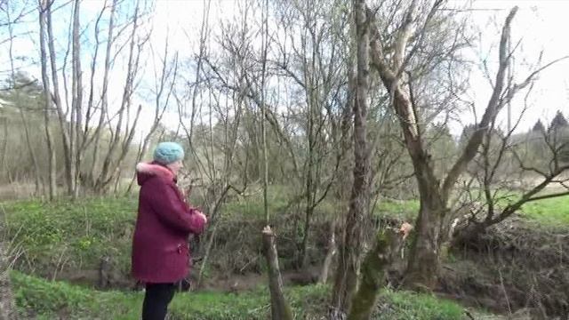 Полезные растения в быту. Селезеночник.