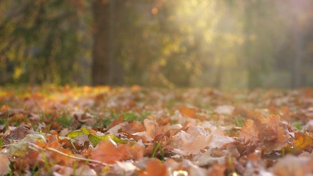 🍂 Odin — Off Beat | Осень между строками. Autumn Between the Lines. 🍁