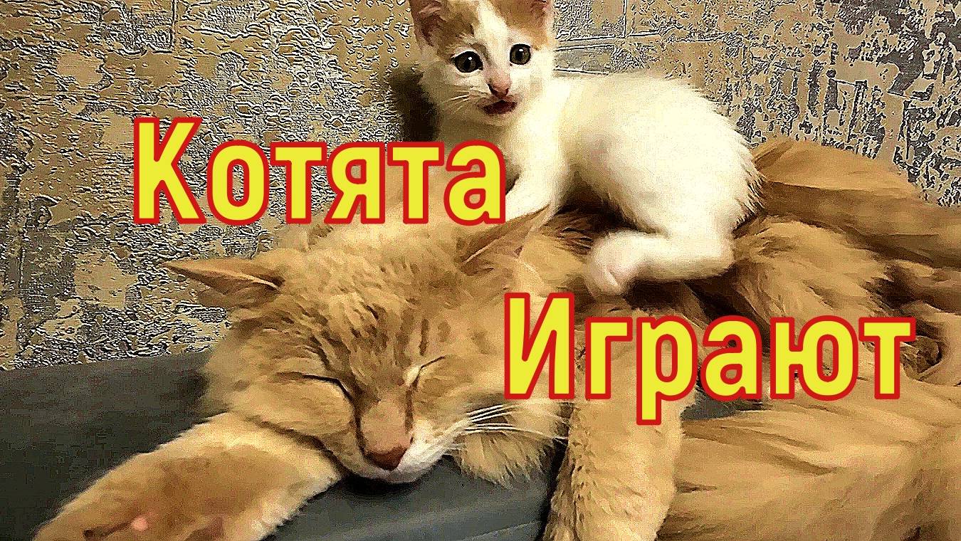 Котята играют