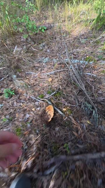 Грибалка на озере Глухом Марий Эл ч. 1