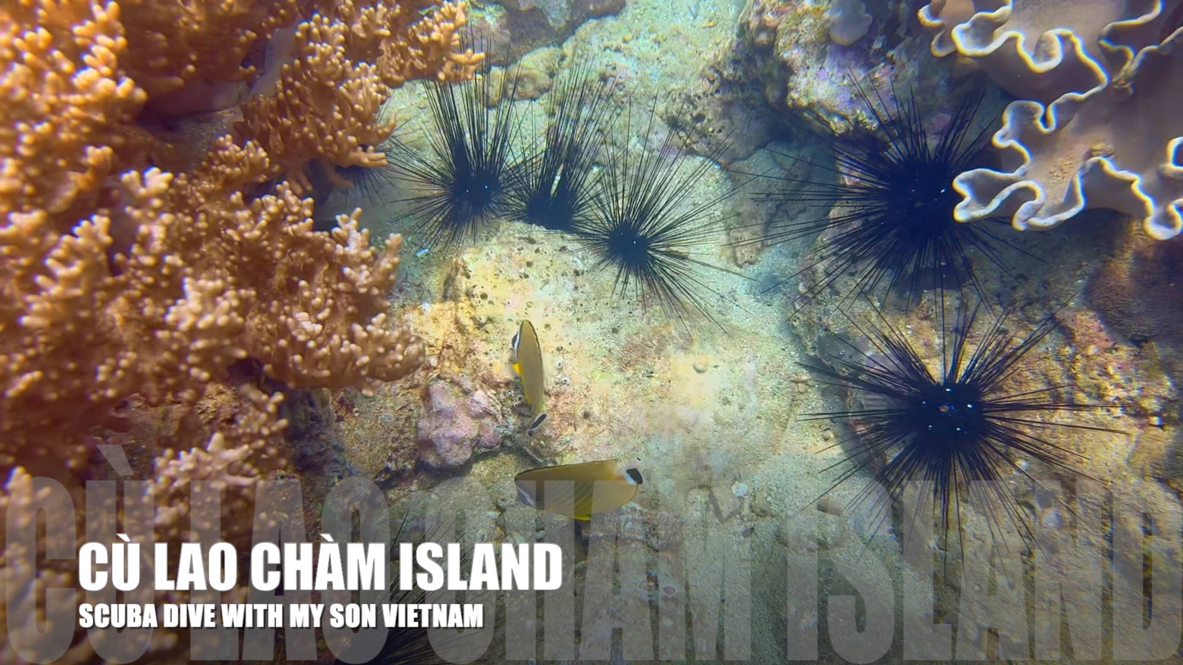 🌊 Дайвинг на островах Ку Лао Чам, Вьетнам | Тёплое море, коралловые рифы и обед на острове 🐠🌴