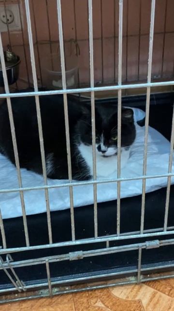 Помогли при помощи стрима "Центральному приюту для Кошек"