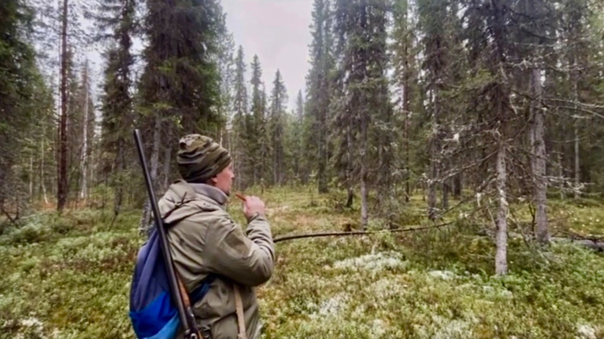 Рябчик добыт. В поисках забрел в чащу.