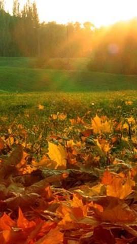 Инесса Ги. Пролетело лето.