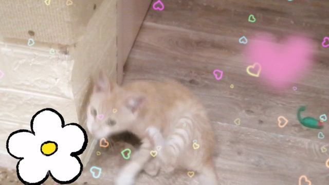 Мой котёнок