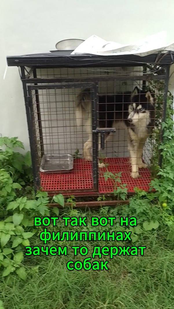 Как содержат собак на Филиппинах  #филиппины #семьявместе #жизньнафилиппинах