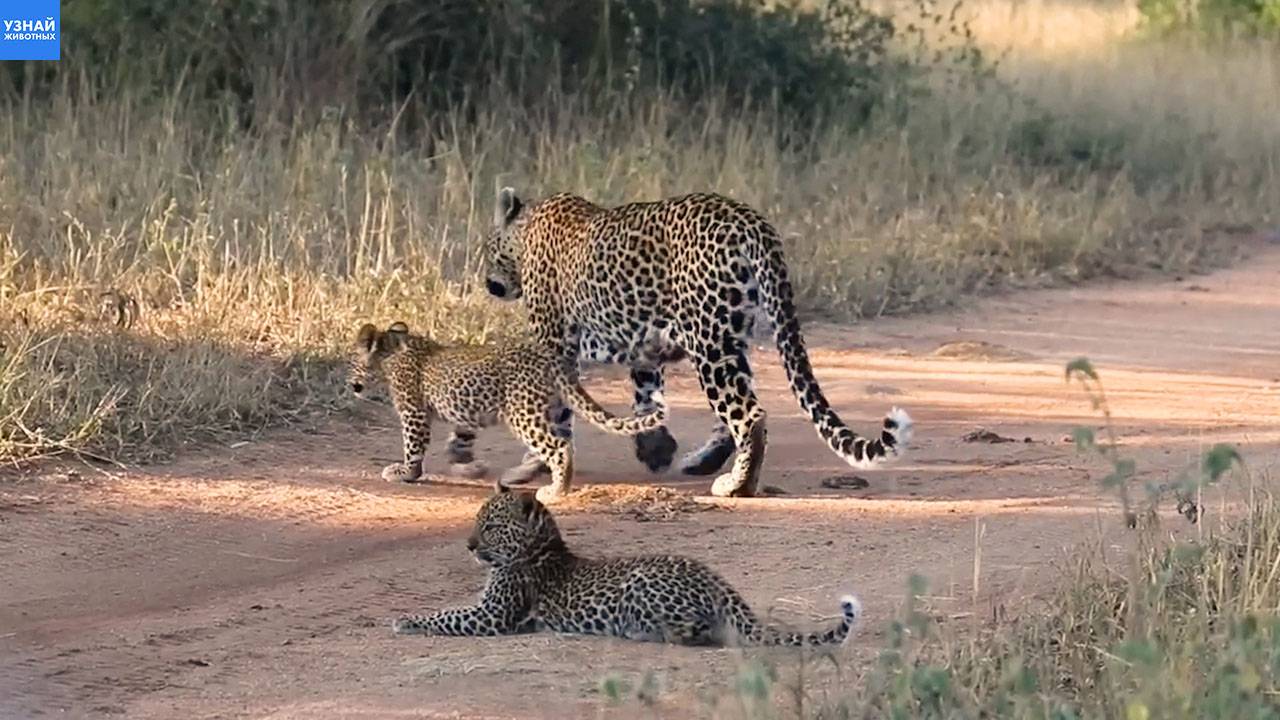 Самка леопарда гордо показывает своих котят туристам