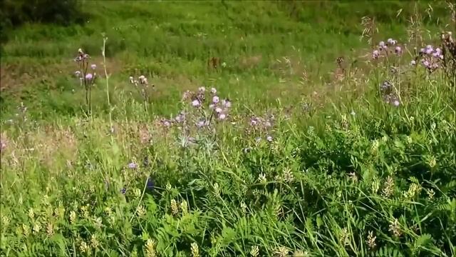 безумный монолог