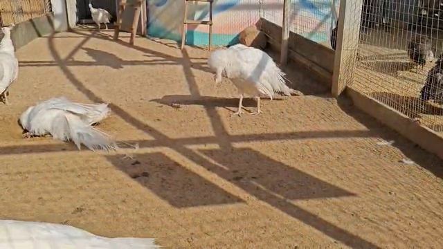 Белые павлины Липецкого зоопарка. Очень красивые и забавные птицы.