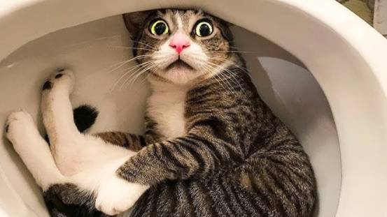 ЛУЧШИЕ ПРИКОЛЫ И МЕМЫ (ПОПРОБУЙ НЕ ЗАСМЕЯТЬСЯ ЧЕЛЛЕНДЖ) - САМАЯ СМЕШНАЯ ПОДБОРКА #136