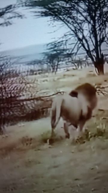 ЛЕВ охотится на БУЙВОЛА😳🤔