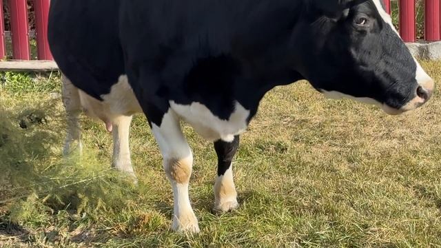 Вышивка крестиком.Процессы.Продвижения.Старт.