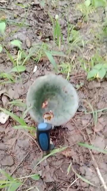 Грибные места в заповедном лесу Марий Эл