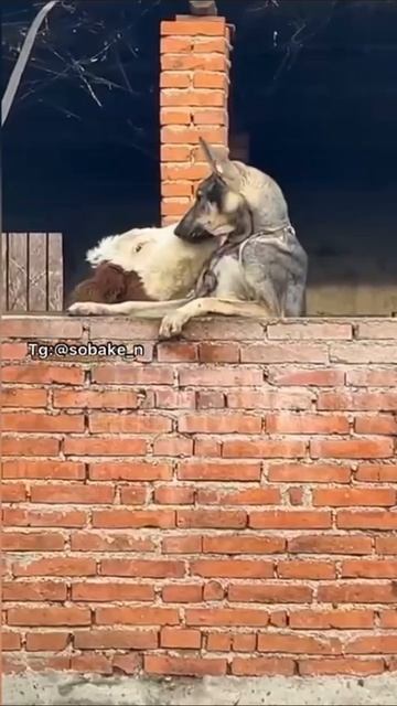 Смешное Ну ты глянь на этого кобеля - на секунду отвернулась, а он уже с какой-то телкой лижется! 🤣