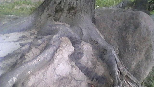 Дерево опутало корнями  валун