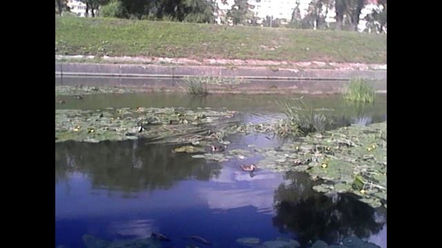 Дудергофский канал зарастал кувшинками в 2020-м году.