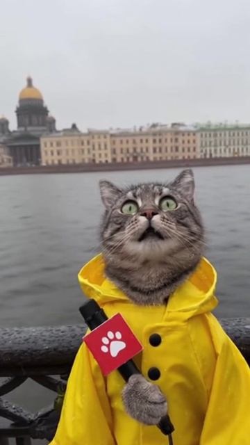 Прогноз погоды в Санкт-Петербурге от котика на 27.10.2025 =)