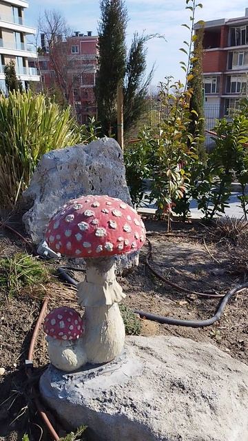 вырос гриб! :)