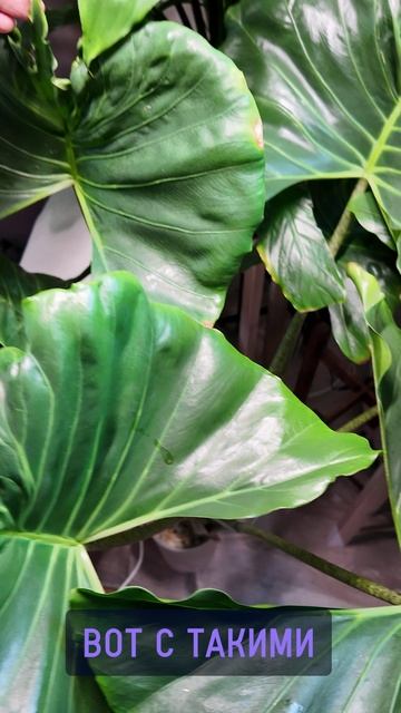 Алоказия → КОНЬ → Стингрей