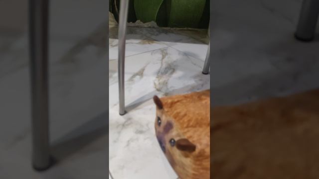 ДЭНИС И КРИПОНЯ ПОМОГЛИ БЕЛКЕ В ТРУДНОЙ СИТУАЦИИ "ВЫЛИЧИЛИ ЕЁ ГОРШОК С ПОМОЩЬЮ ЦВЕТКА РА. ОН В ЛЕСУ"