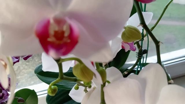 МОИ ОРХИДЕИ.