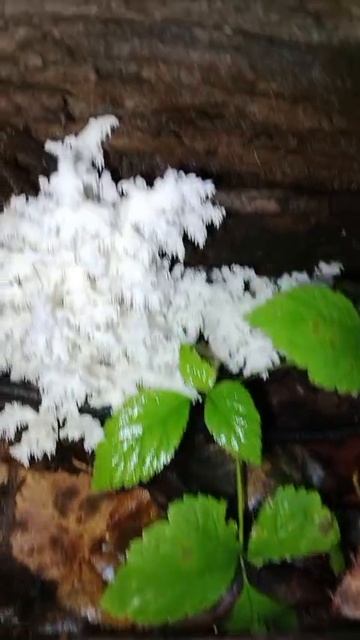 Грибы грибочки