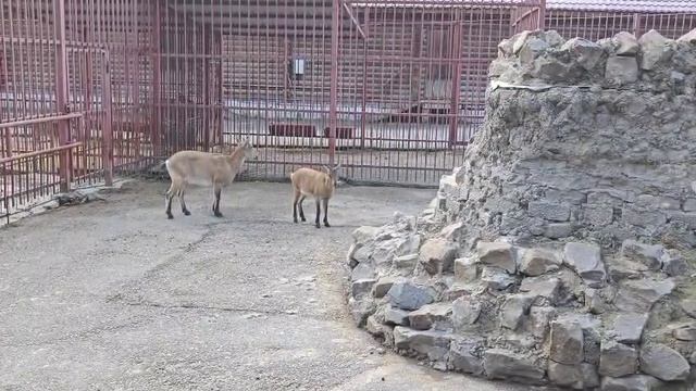 Жизнь горных козликов липецкого зоопарка. Очень могучие скалолазы.
