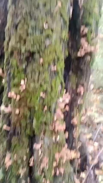 Опята на дереве. Природа. Осенний лес.