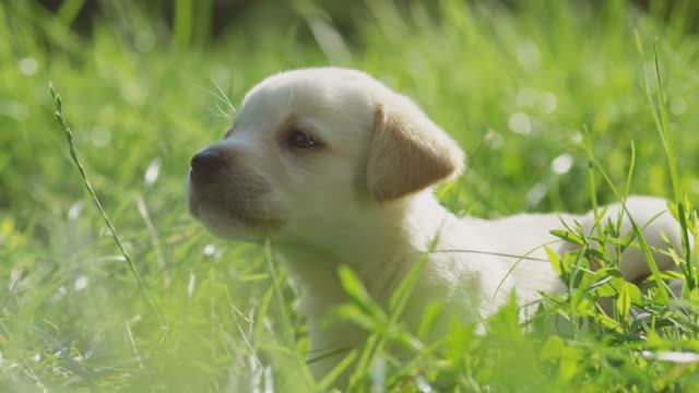 Первый корм для щенка и котенка