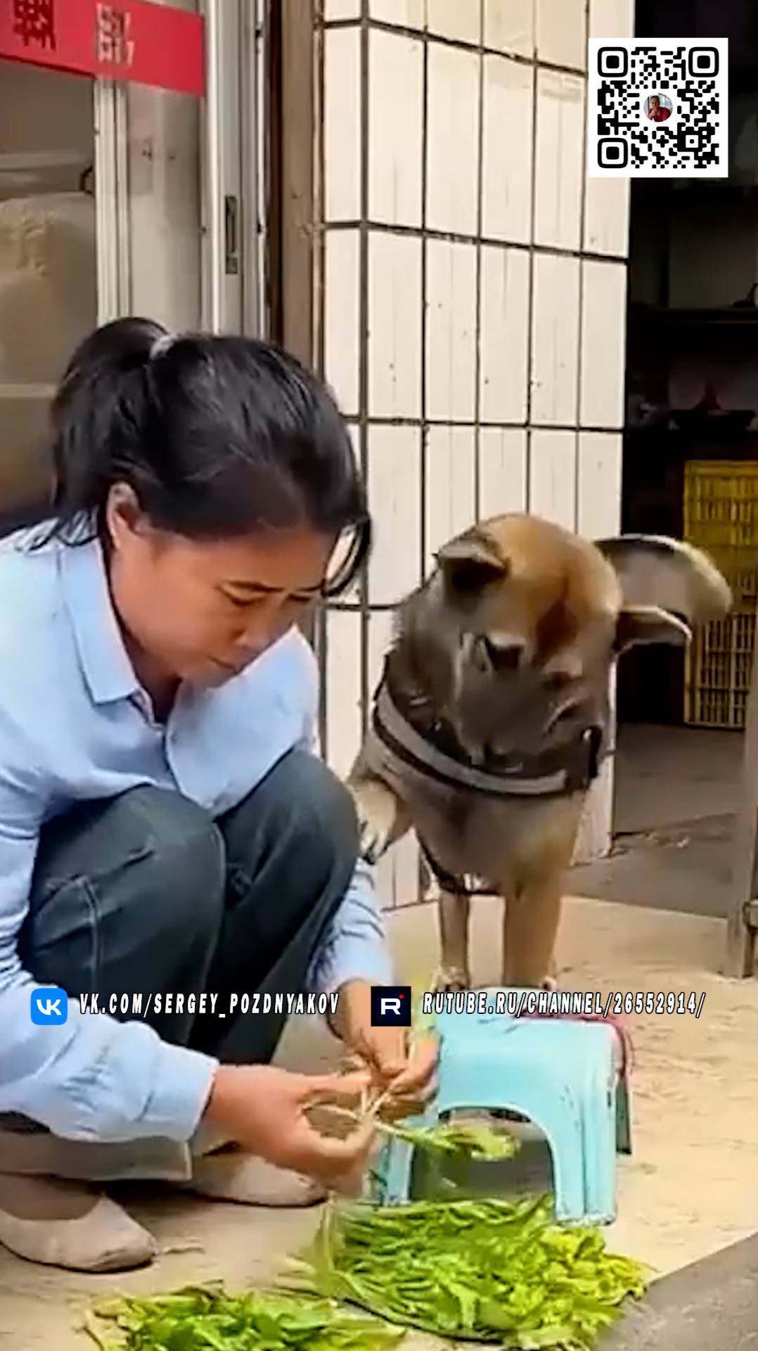 Интеллект на четырёх лапах заслуженный лайк нашим пушистым гениям! 🐾💖