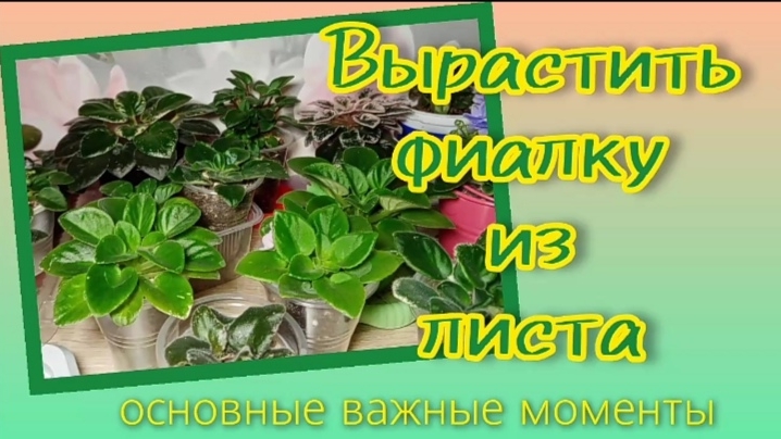 Лист фиалки не дает детку, вырастить фиалку из листа.