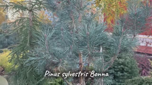 Pinus sylvestris Bonna