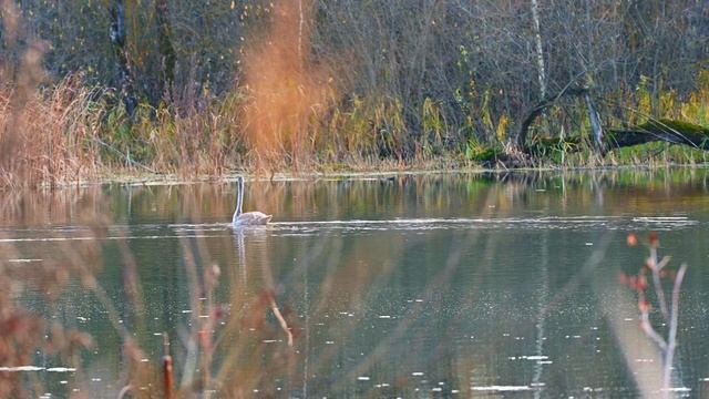 Лебеди-шипуны. Осень