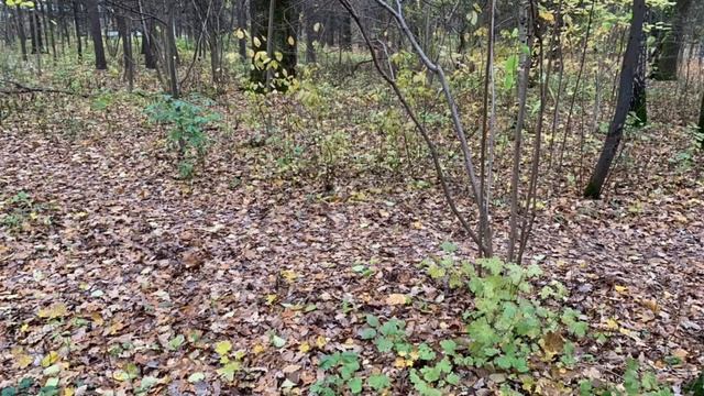 Осенняя экотропа на ВДНХ - 2025