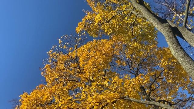 куаутлитеотлЬ - Autumn