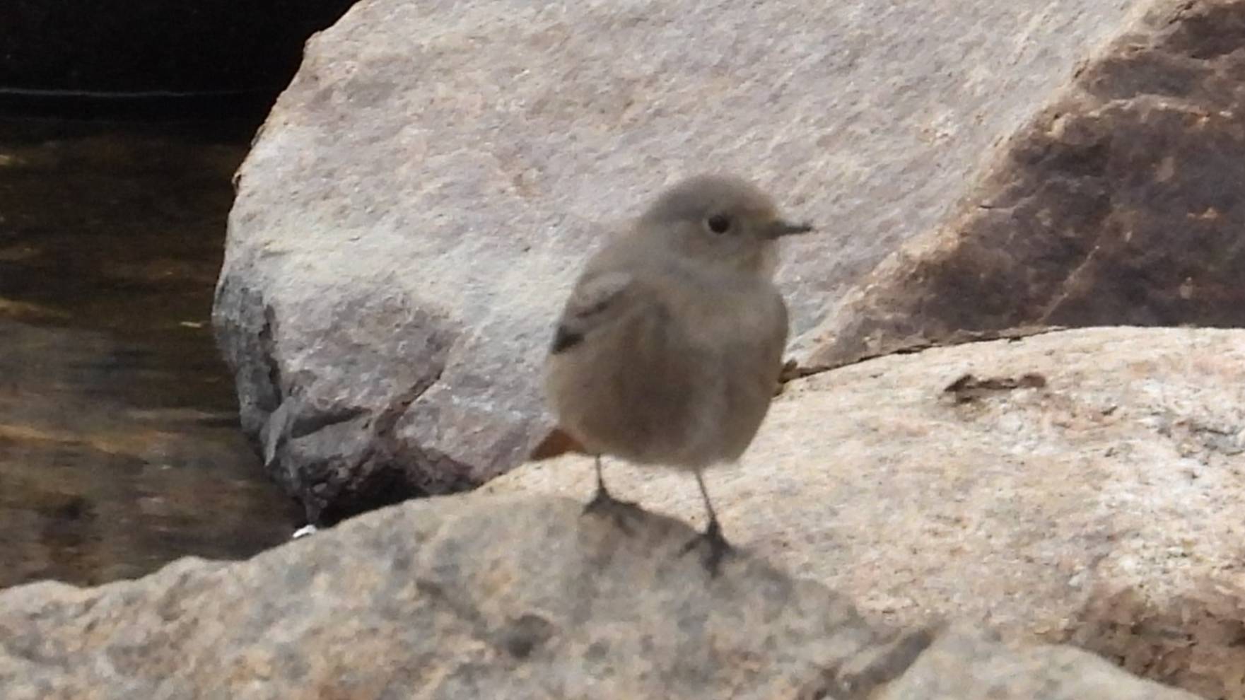Горихвостка Чернушка, наблюдение птиц в Великом Новгороде, 27 октября 2025