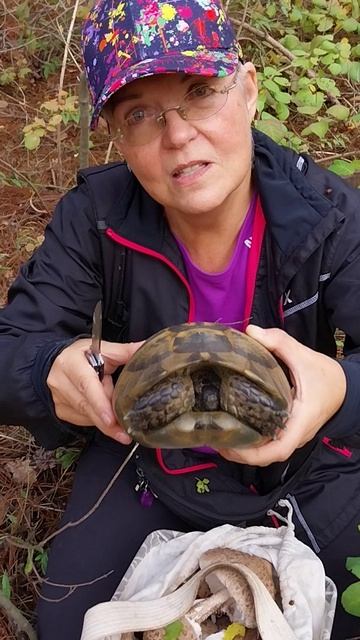 черепахи, вместо грибов!