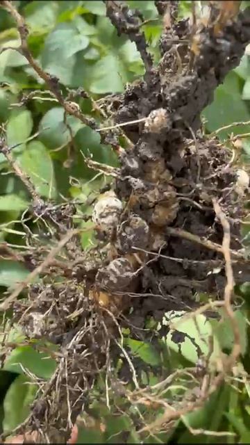 Визуальный эффект инокулянта "Лигабакт"