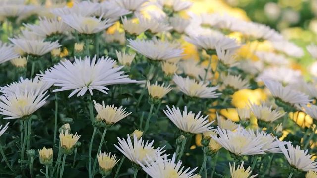 Академия моды, 27.10.2025