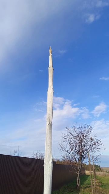 Пробная покраска 2-х деревьев Павловнии в Аллее.