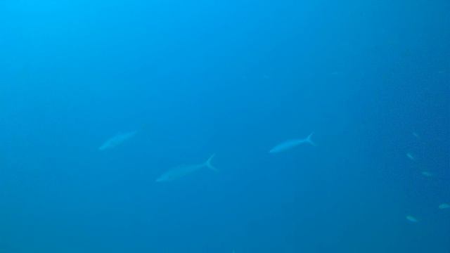 дайвинг на Мальдивах, коралловый риф, тунец